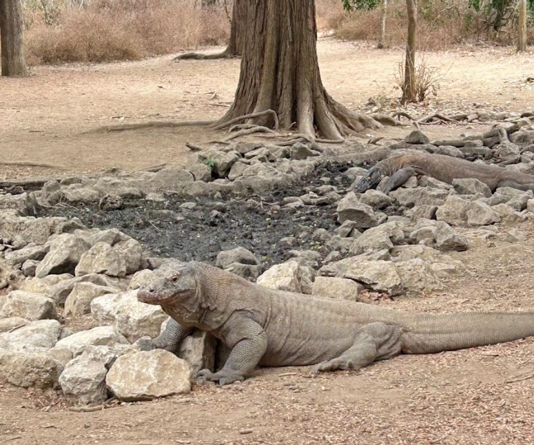 KOMODO HUNTING